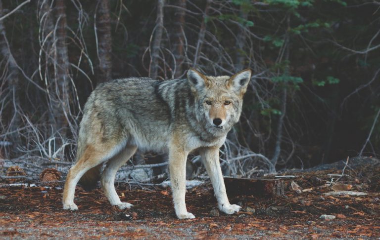 Hunting Coyotes at Night: Why Night Vision? - Survival Hunters
